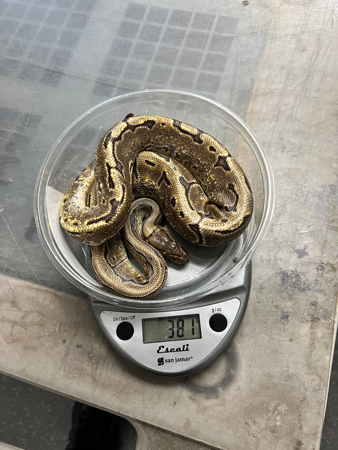Imperfect Ball Python by Jungle Bob's Reptile World - MorphMarket
