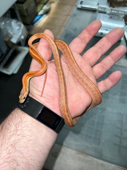 Fancy Corn Snake by Jungle Bob's Reptile World