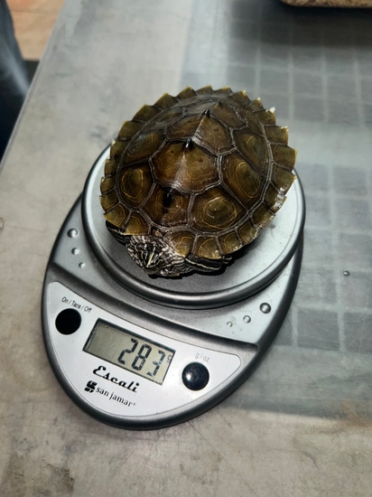 Black-knobbed Sawback Map Turtle by Jungle Bob's Reptile World
