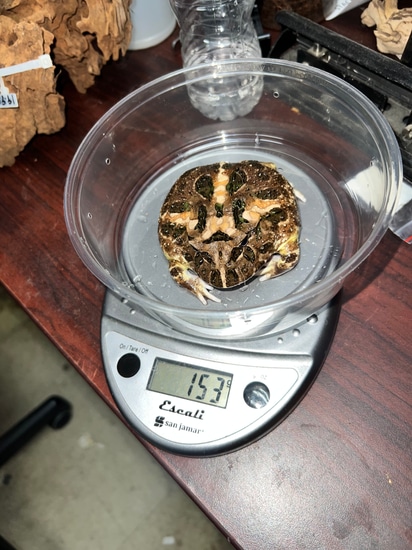 Brown Pacman Frog by Jungle Bob's Reptile World