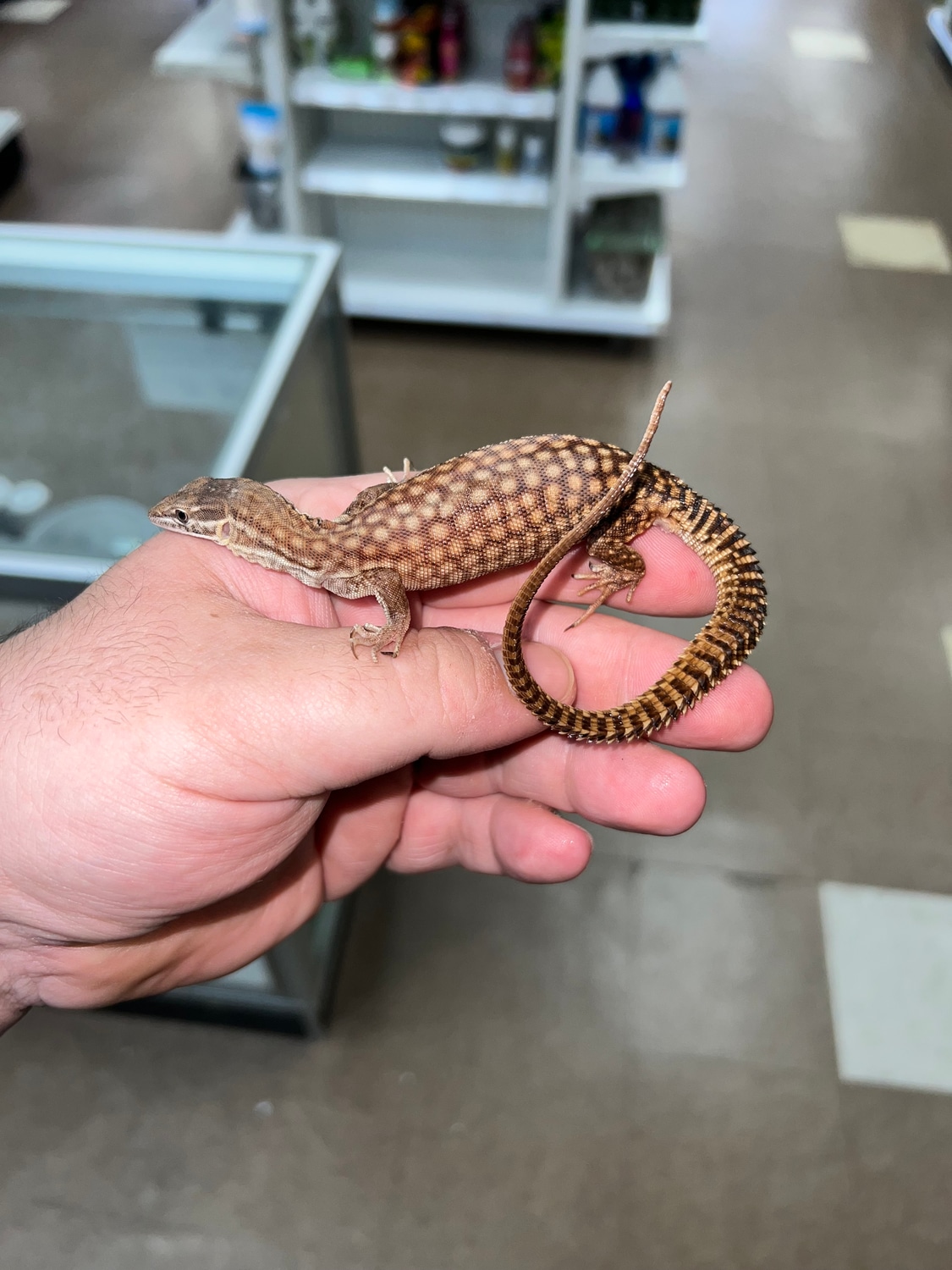 Red Ackie Ackie Monitor by Jungle Bob's Reptile World - MorphMarket