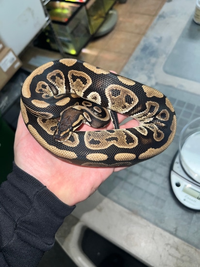 Classic Ball Python by Jungle Bob's Reptile World