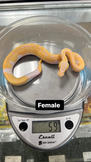 Candy Pied Ball Python by Jungle Bob's Reptile World