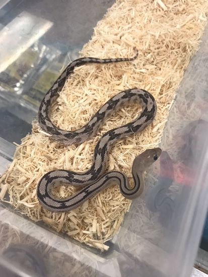 Trans Pecos Het Albino Trans-Pecos Rat Snake by Jungle Bob's Reptile World
