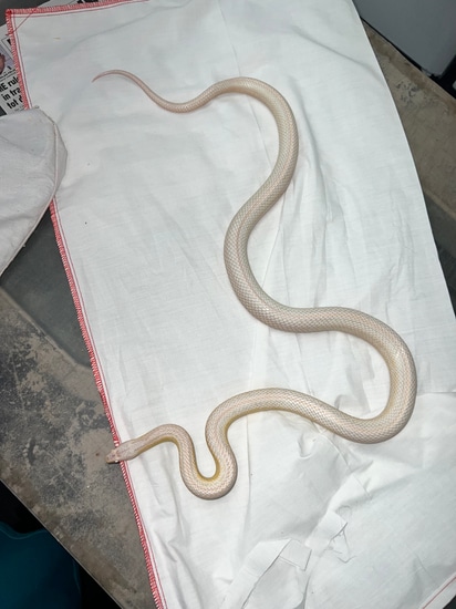 Snow Striped Corn Snake by Jungle Bob's Reptile World