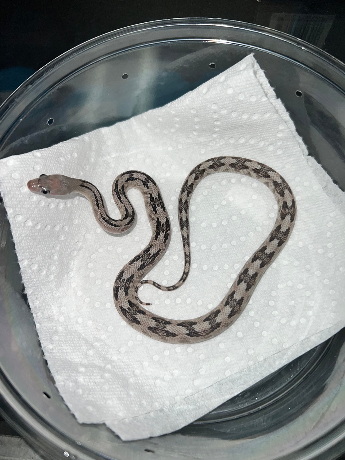 HET Albino Trans-Pecos Rat Snake by Jungle Bob's Reptile World ...