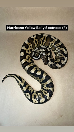 Hurricane Yellow Belly Spotnose Ball Python by Jungle Bob's Reptile World