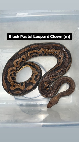 Black Pastel Leopard Clown Ball Python by Jungle Bob's Reptile World