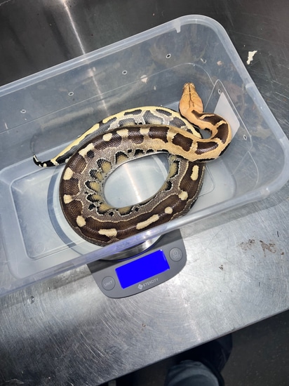 Sub Adult Female Borneo Short-Tailed Python by Jungle Bob's Reptile World