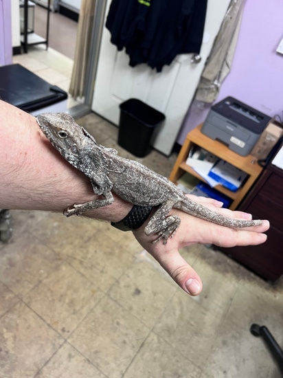 Adult Female Frilled Lizard by Jungle Bob's Reptile World