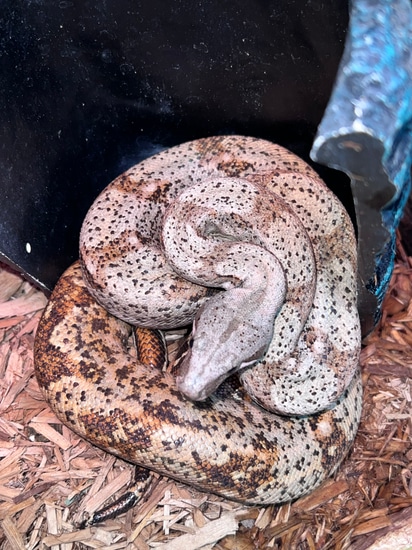 Hog Island Boa Constrictor by Jungle Bob's Reptile World