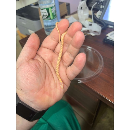 Albino Checkered Garter Garter Snake by Jungle Bob's Reptile World