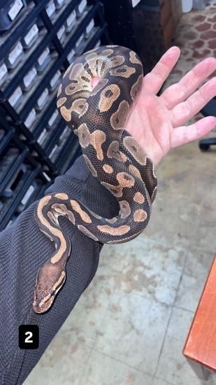 Classic *just Pay Shipping* Ball Python by Jungle Bob's Reptile World