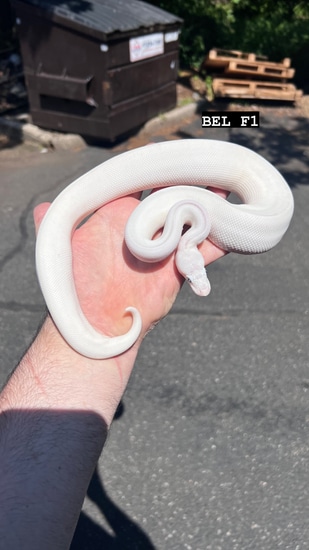 Blue Eye Leucistic Ball Python by Jungle Bob's Reptile World