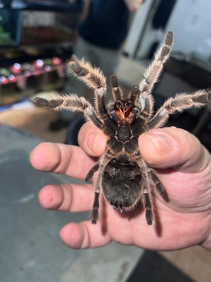 Rose Hair (G. Rosea) Tarantula by Jungle Bob's Reptile World