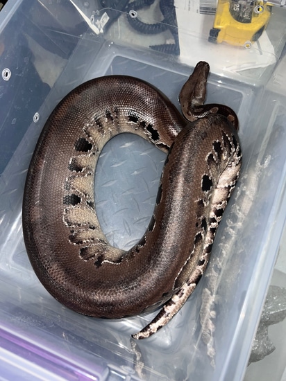 1.1 Sumatran Short Tail "Black Bloods" (P. Curtus) Sumatran Short ...