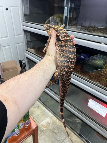 Red Tegu Female Argentine Tegus by Jungle Bob's Reptile World