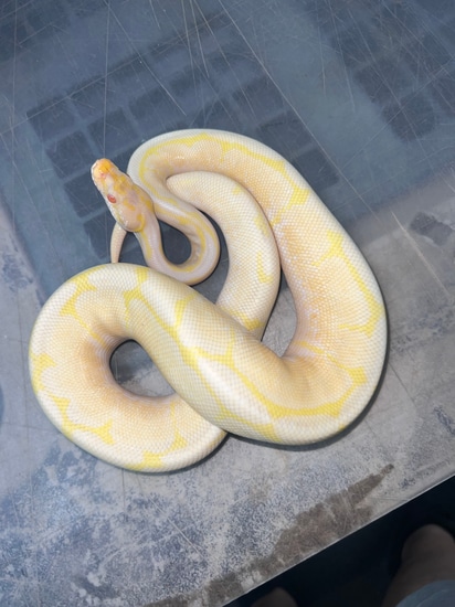 Albino Spider *HEAD WOBBLE* (FREE SHIPPING) Ball Python by Jungle Bob's ...