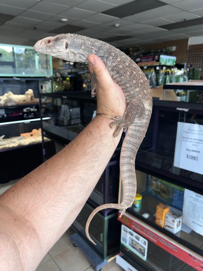 Sub Adult Male Savannah (FREE SHIPPING TO FEDEX HUB) Savannah Monitor ...