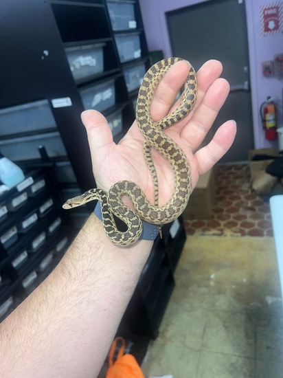 San Diego (HET McGurty Albino) Gopher Snake by Jungle Bob's Reptile World