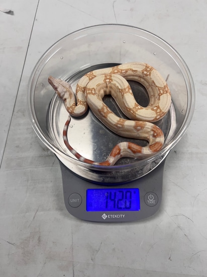 Albino Key West Jungle Boa Constrictor by Jungle Bob's Reptile World