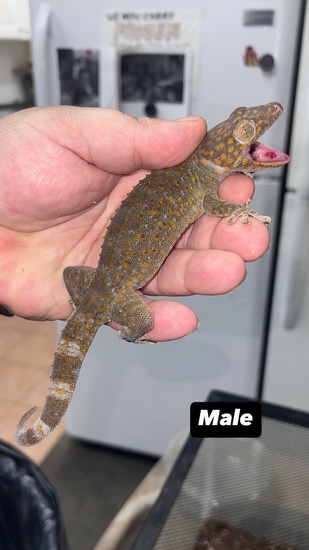 LTC Adult Male Tokay Gecko by Jungle Bob's Reptile World