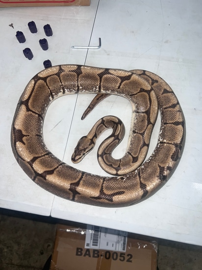 Rescue/adoption Ball Python by Jungle Bob's Reptile World