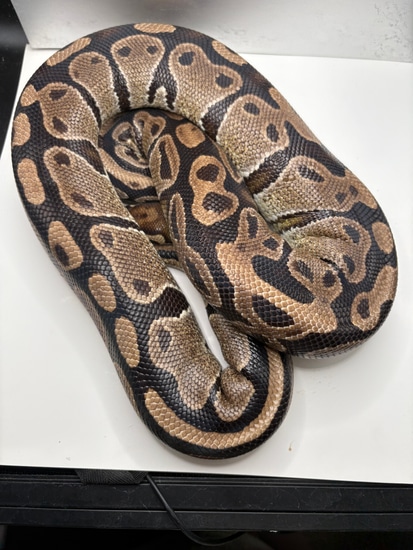 Classic (FREE SHIPPING) Ball Python by Jungle Bob's Reptile World