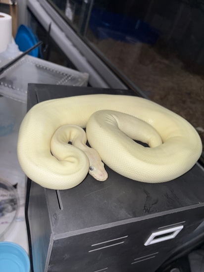 Blue Eye Leucistic Ball Python by Jungle Bob's Reptile World