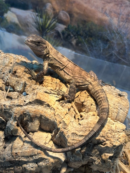 Utila Island Spiny Tail Iguana (Ctenosaura Bakeri) Central American ...