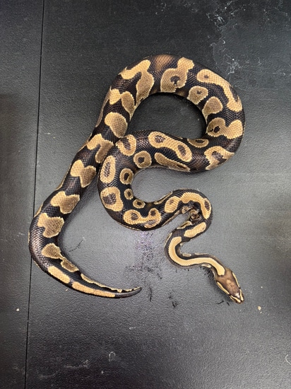 "Normal" Ball Python by Jungle Bob's Reptile World