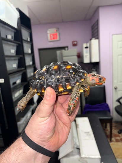 Cherry Head Red-Footed Tortoise by Jungle Bob's Reptile World