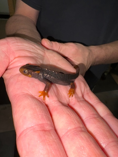 Crocodile Newt (T. Verrucosus) by Jungle Bob's Reptile World