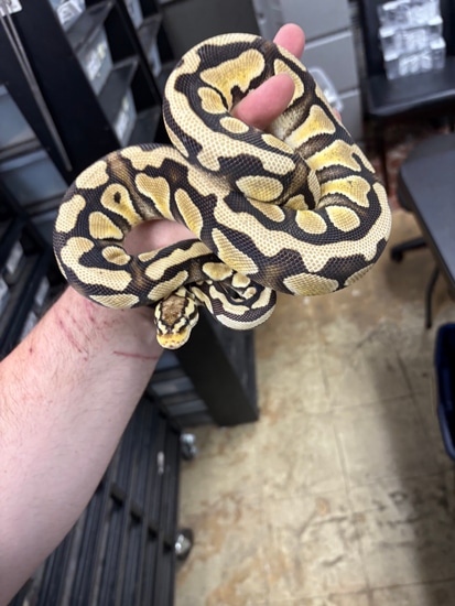 2 Pack! Pastel Male & Leopard Fire Female Ball Python by Jungle Bob's ...