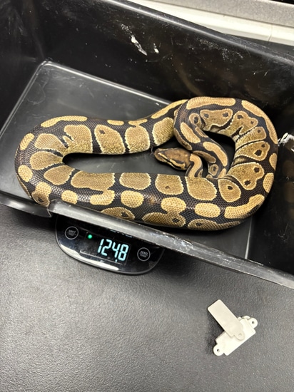 Normal Ball Pythons (PLEASE READ DESCRIPTION) by Jungle Bob's Reptile World