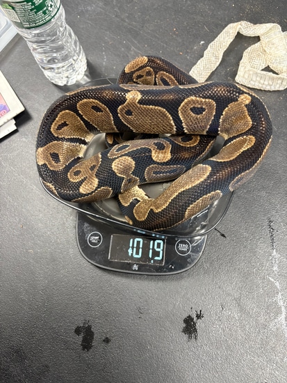 Normal Ball Python (Adoption) by Jungle Bob's Reptile World