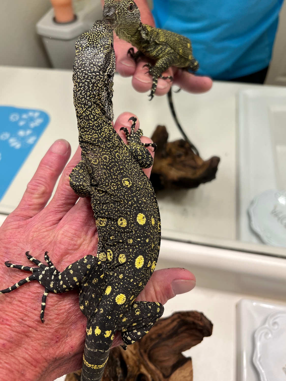 US-CBB Only One Left Crocodile Monitor by Jungle Cages,LLC - MorphMarket