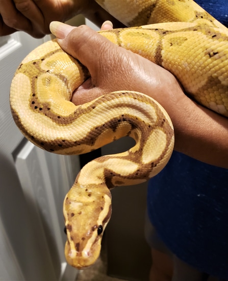 2018 Female Banana Ball Python by Clyde's Ball Pythons