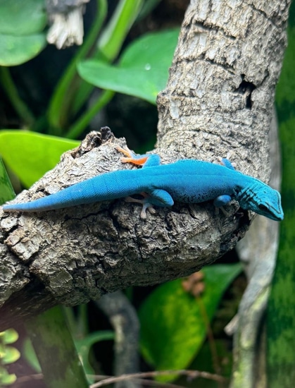 Electric Blue Day Geckos by jungleGIANT