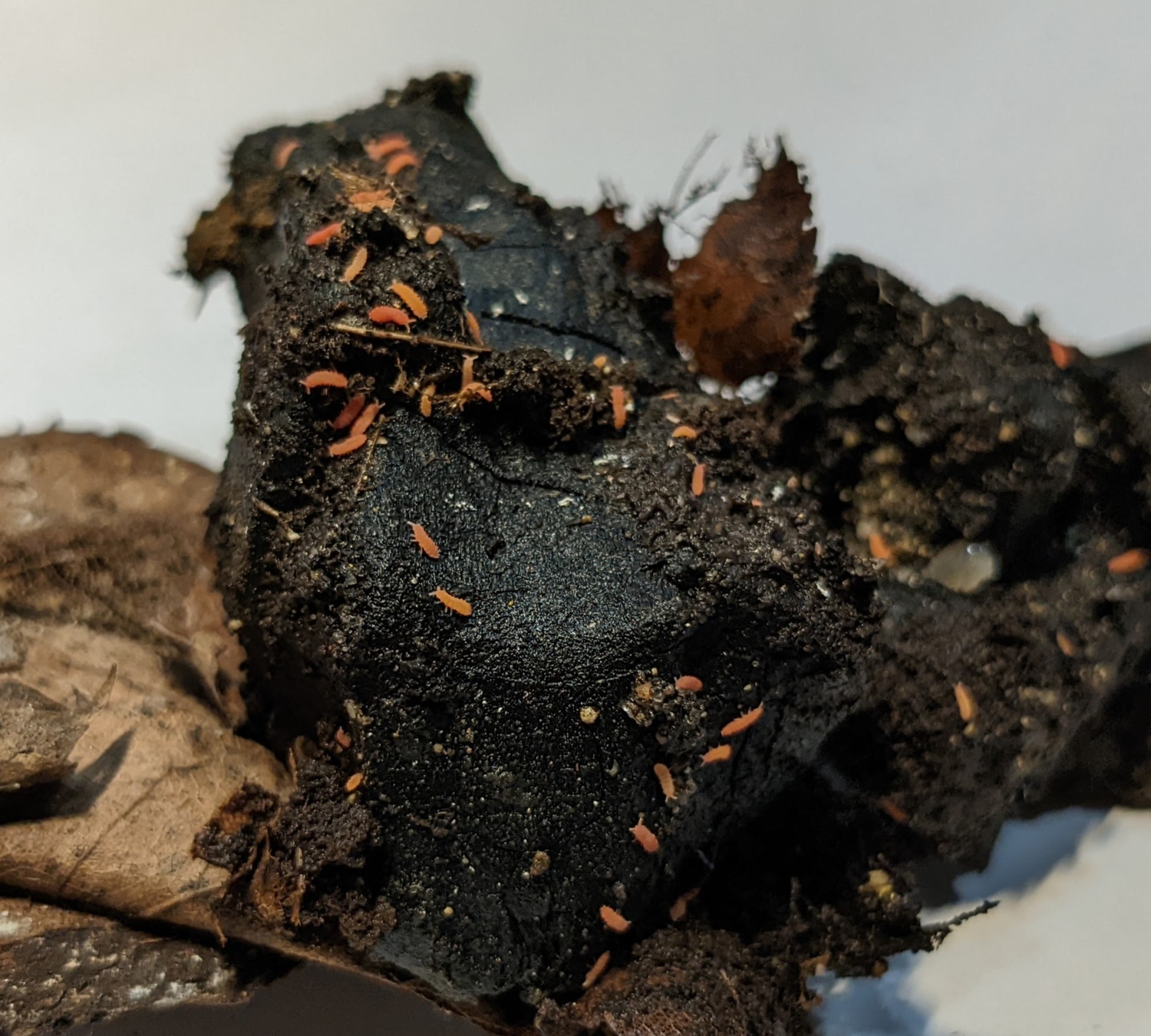 Orange Springtails, 30+ Count Other Invertebrate by Junglejay Oddities ...