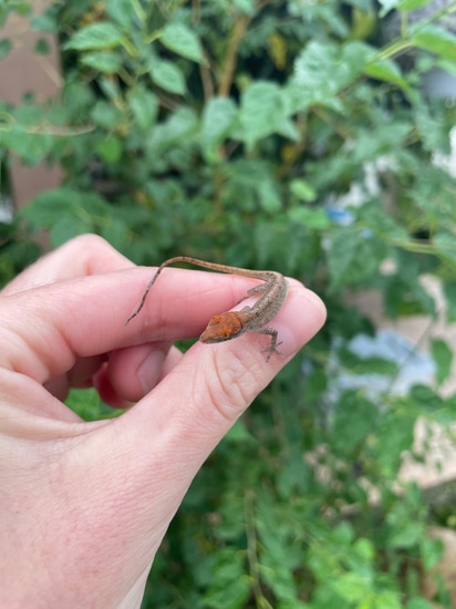 Red Headed Anolis Sagrei Anole by Jungle Jen's Exotics
