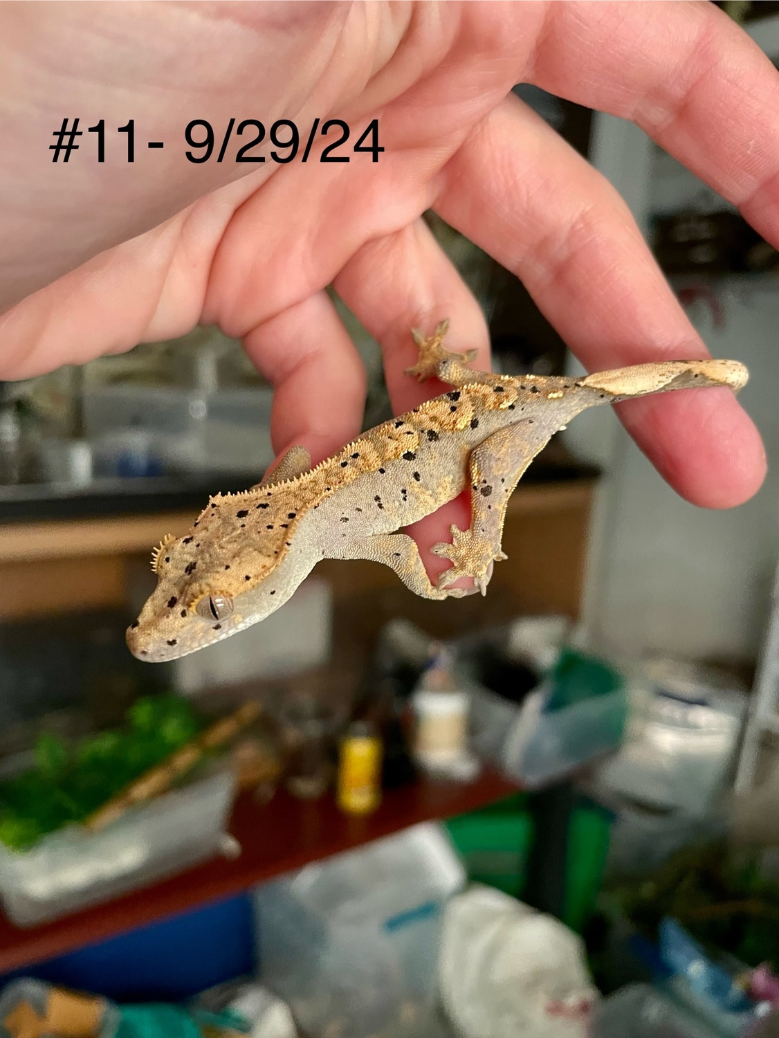 Jungle Jen's Exotics's Collection - MorphMarket