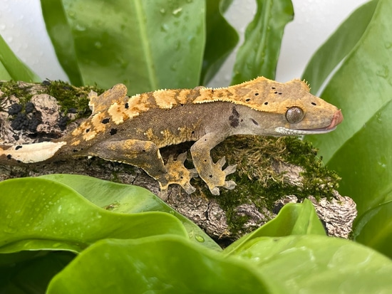 Fun Neck Cluster Inkspot Poss Het Axanthic Crested Gecko by Jungle Jen ...