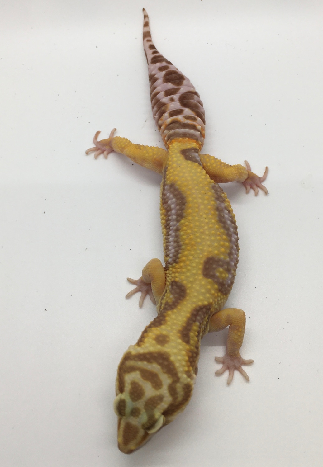 Tremper Albino Jungle Leopard Gecko by Moonbeam Geckos - MorphMarket