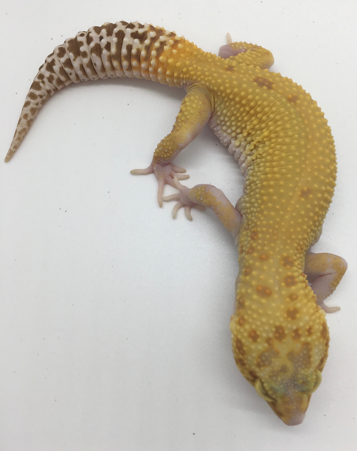 Raptor Leopard Gecko by Moonbeam Geckos - MorphMarket