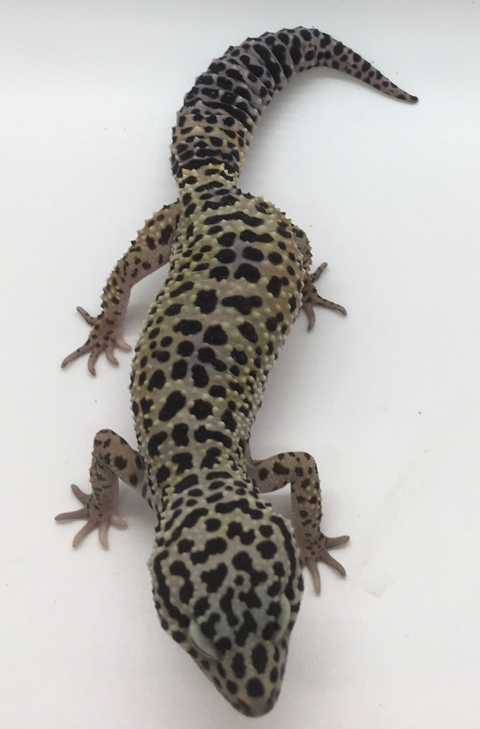 Regular Leopard Gecko by Moonbeam Geckos - MorphMarket