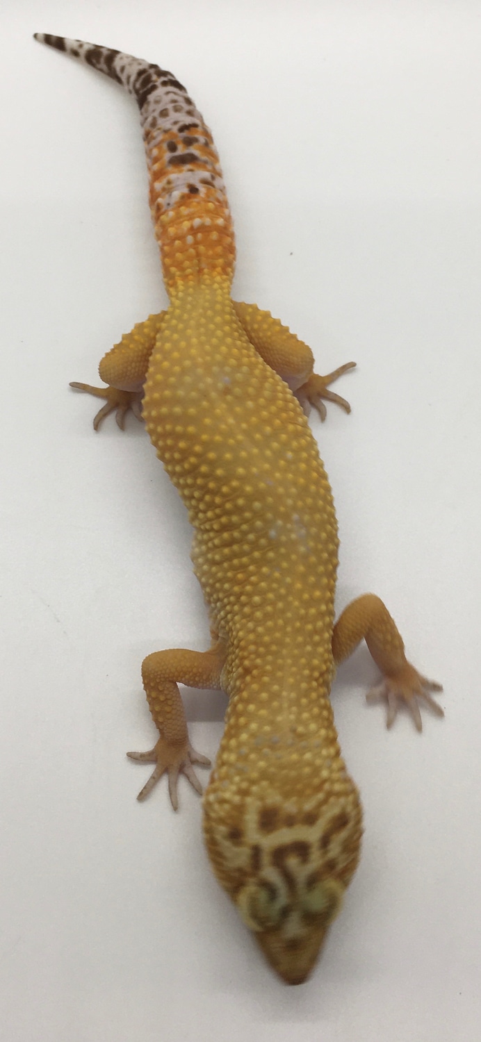 Sunglow Leopard Gecko by Moonbeam Geckos - MorphMarket