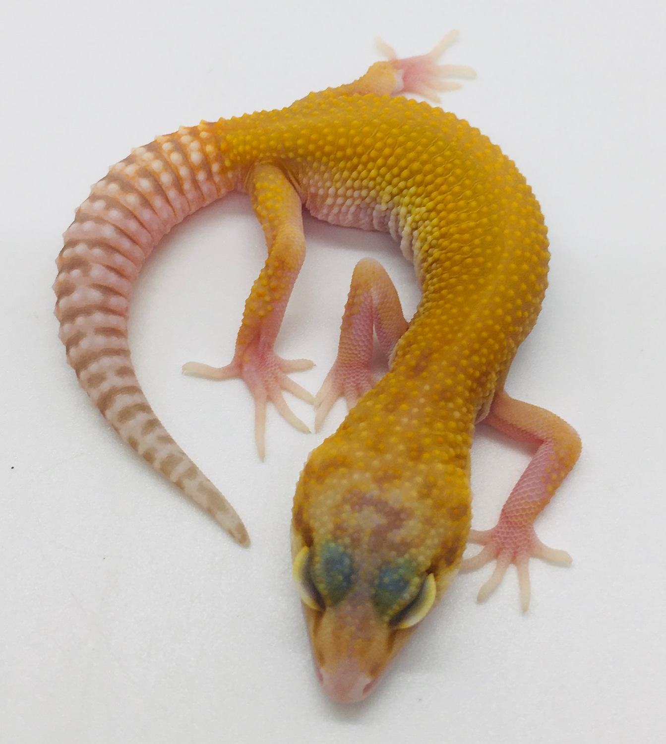 Raptor - TSF Leopard Gecko by Moonbeam Geckos - MorphMarket