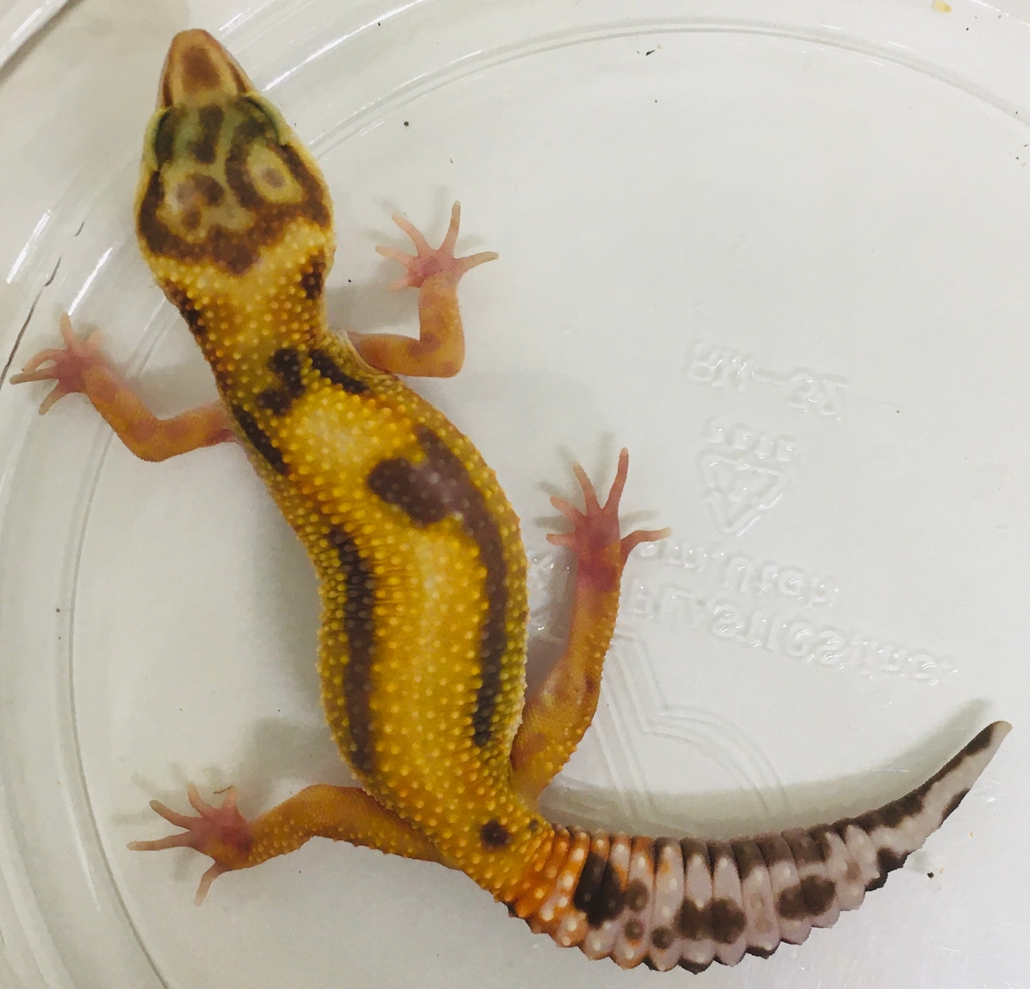 Tremper Albino Jungle - TSF Leopard Gecko by Moonbeam Geckos - MorphMarket
