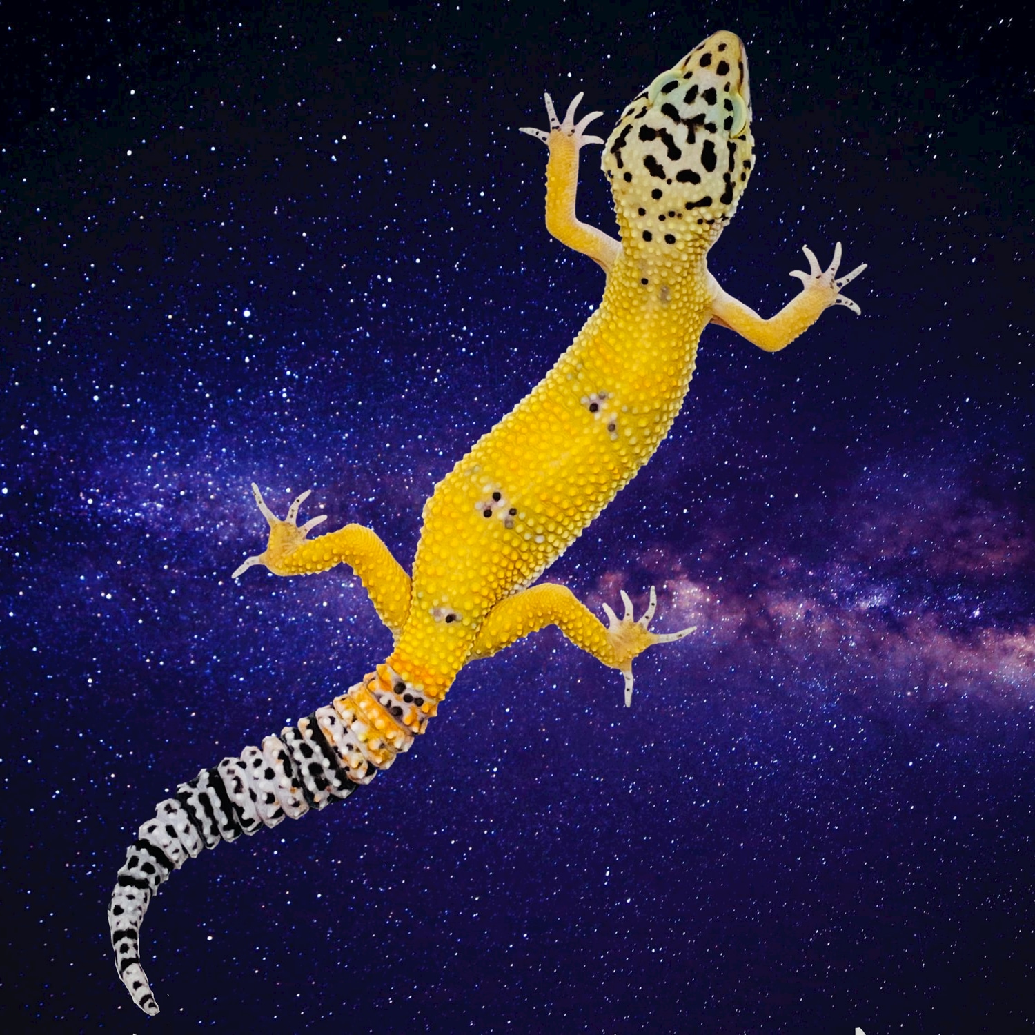 High Yellow Regular - TSF Leopard Gecko by Moonbeam Geckos - MorphMarket